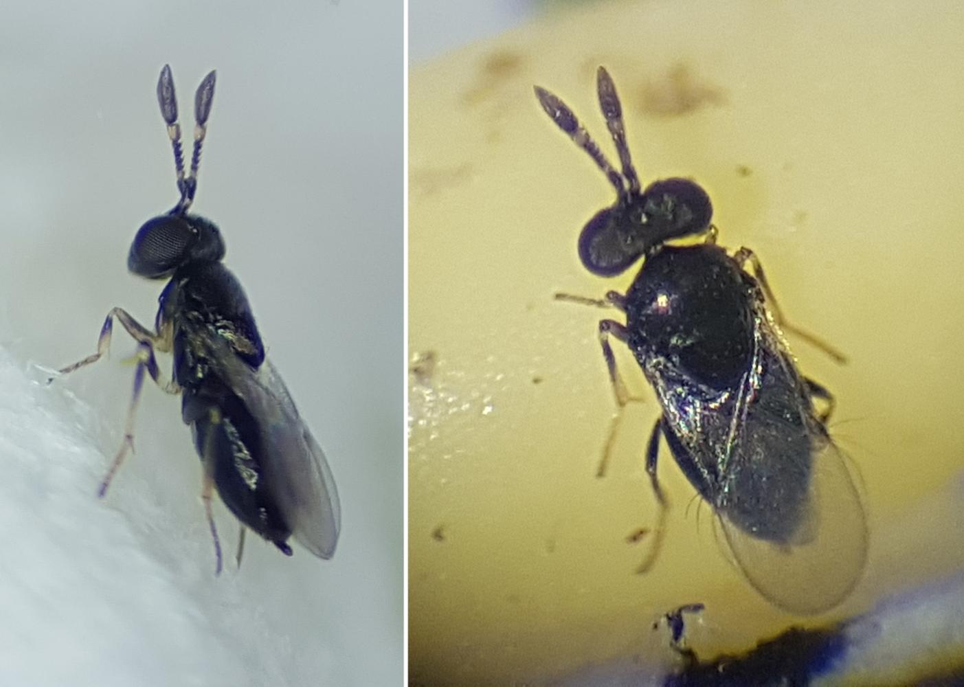 Se detecta, por primera vez en Baleares, la presencia de la microavispa ...