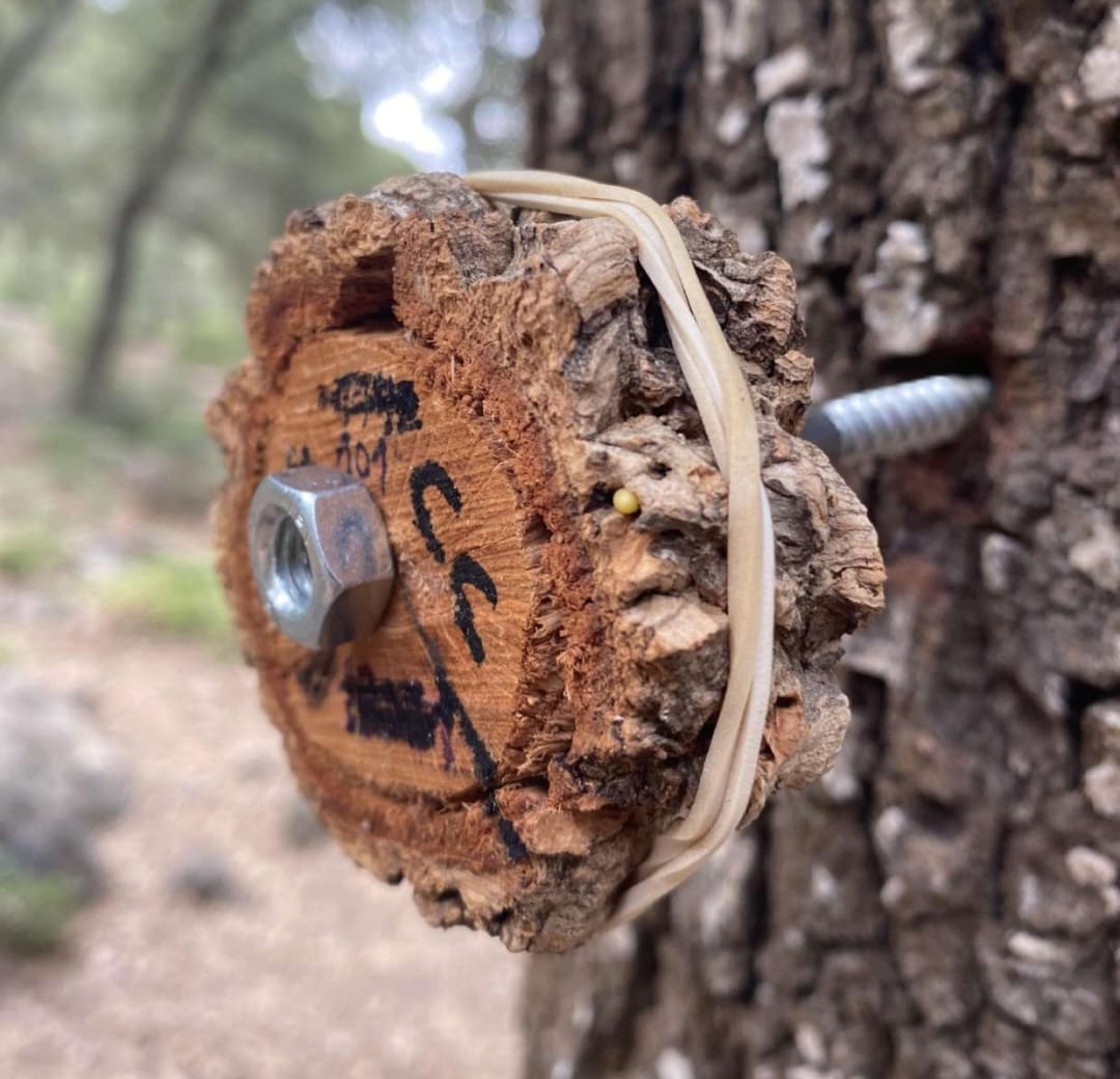 Se detecta, por primera vez en Baleares, la presencia de la microavispa ...