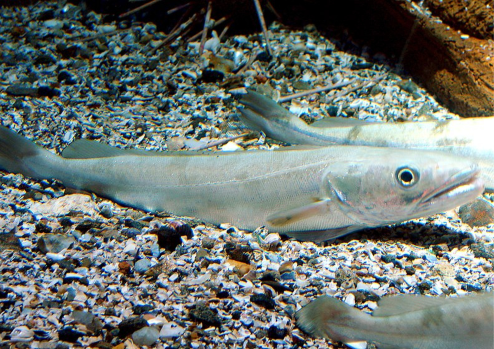 El lucio: un recurso clave para la seguridad alimentaria y la ...