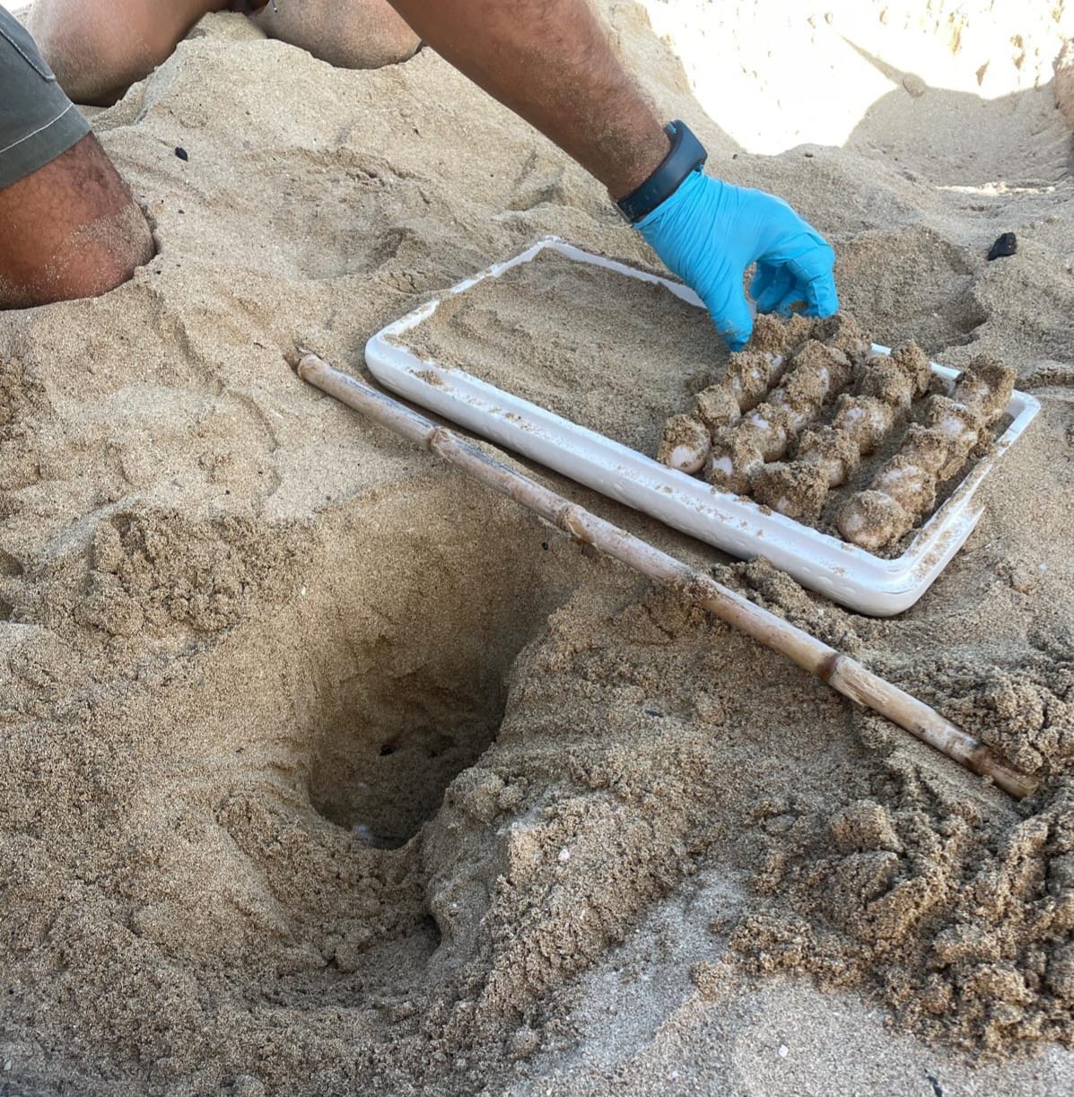 Hallado el primer nido de tortuga marina de la temporada en Can Pere Antoni